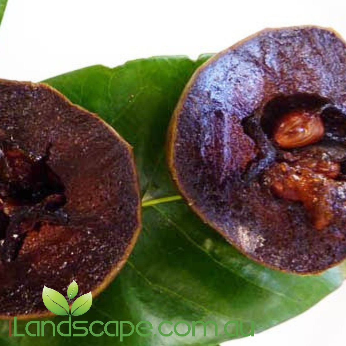 Black Sapote Tree Propa Earth Black Sapote Tree So Laden With Fruit