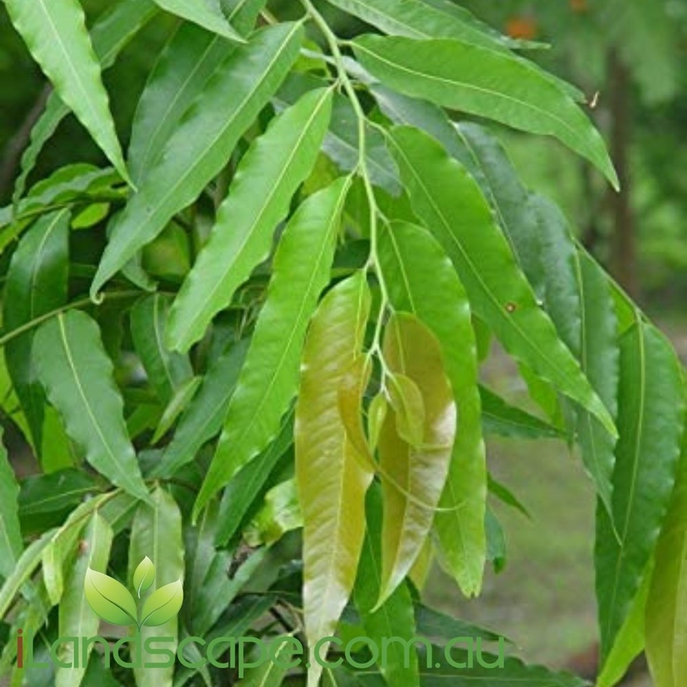 indian leaf tree