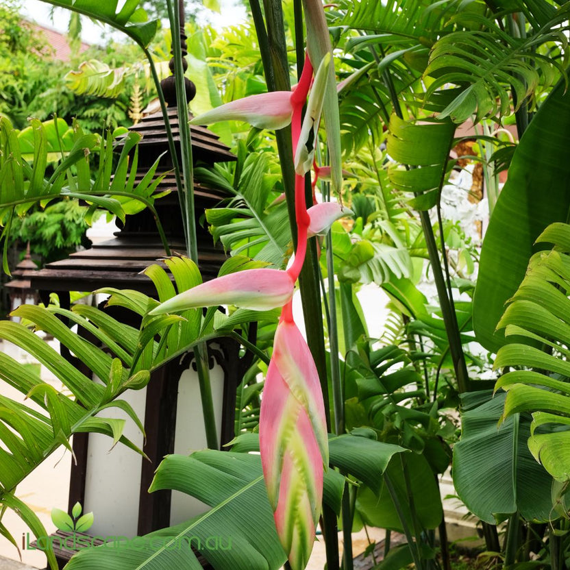 Top 10 Must-Have Tropical Plants for Queensland Gardens – Sunshine ...