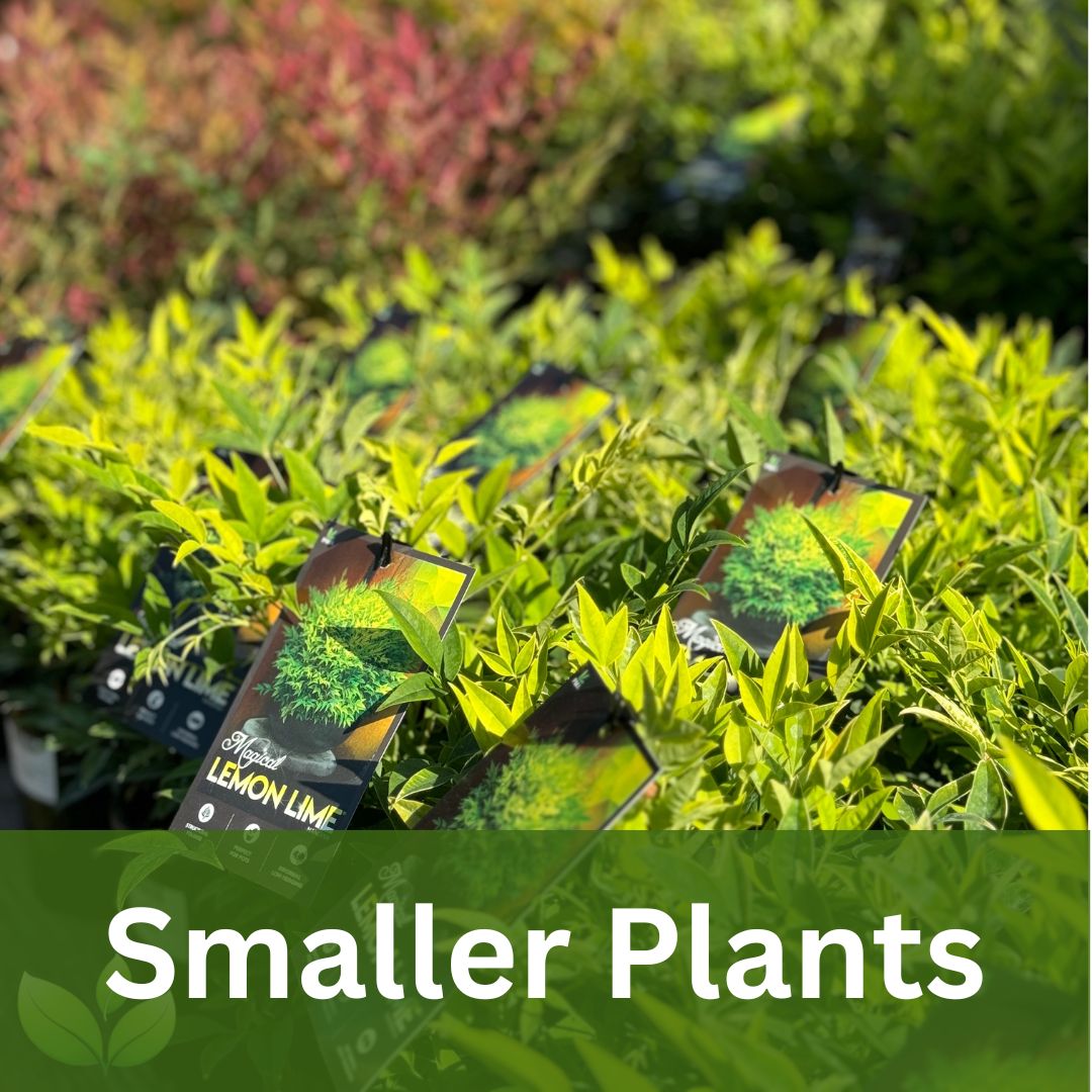 Compact Plants Under 1m | Small Garden Plants Sunshine Coast – Sunshine ...