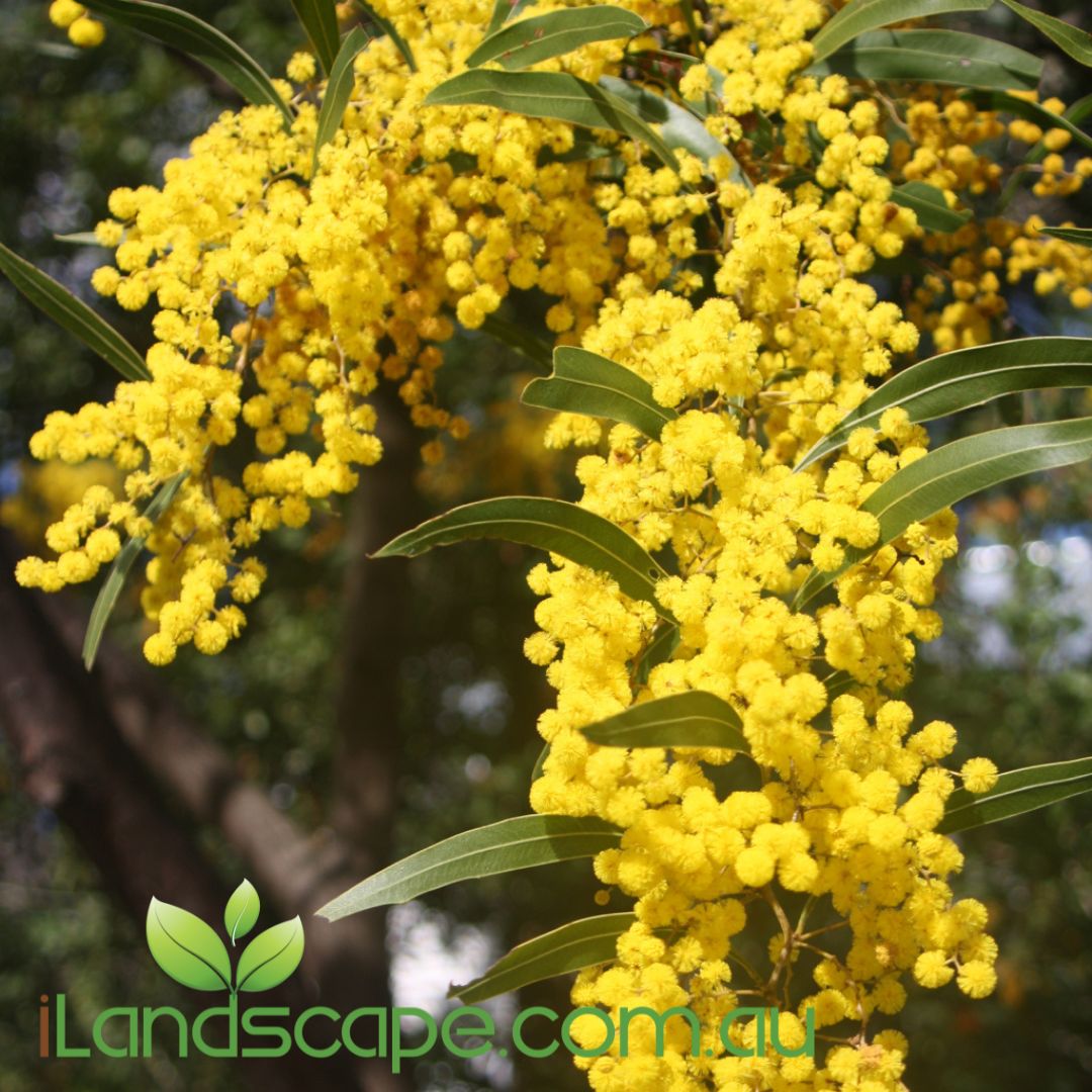 Acacia macradenia Zig Zag Wattle | Unique Native with Golden Blooms ...