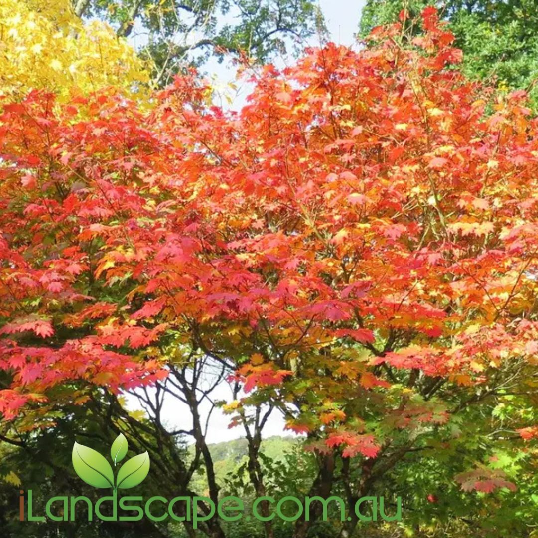 Full Moon Maple Tree October Tree Of The Month Full Moon Maple