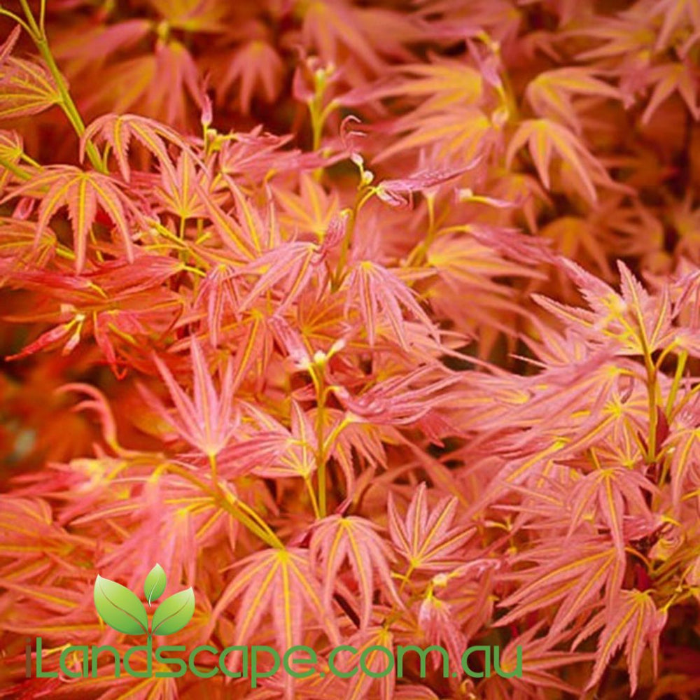 Acer palmatum 'Bonfire' | Dwarf Weeping Japanese Maple – Sunshine Coast ...