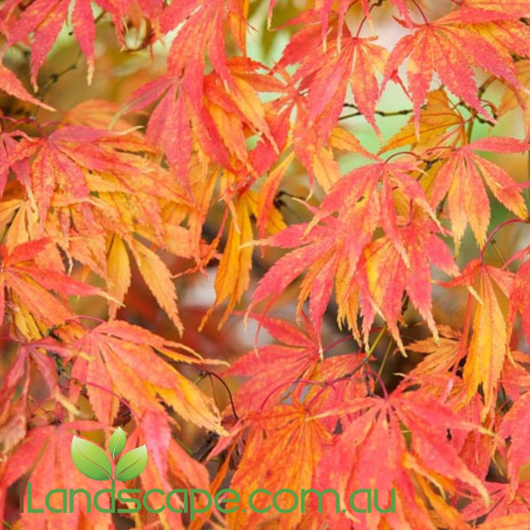 Acer palmatum 'Elegans' | Fine-Lobed Japanese Maple – Sunshine Coast ...