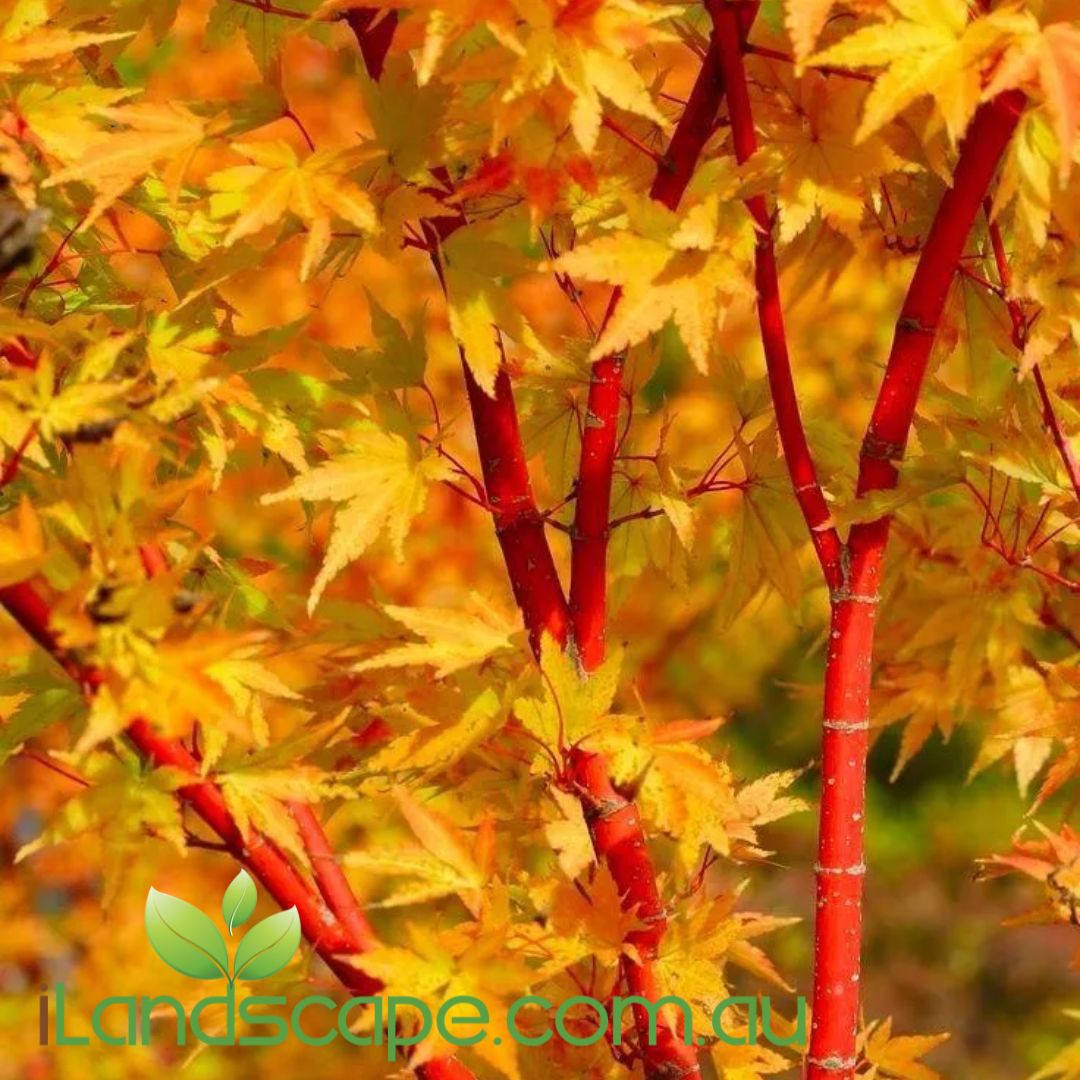 Acer palmatum 'Sango Kaku' | Coral Bark Japanese Maple – Sunshine Coast ...