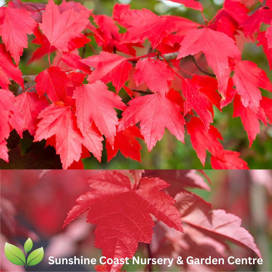 Acer rubrum Fairview Flame – Sunshine Coast Nursery & Garden Centre