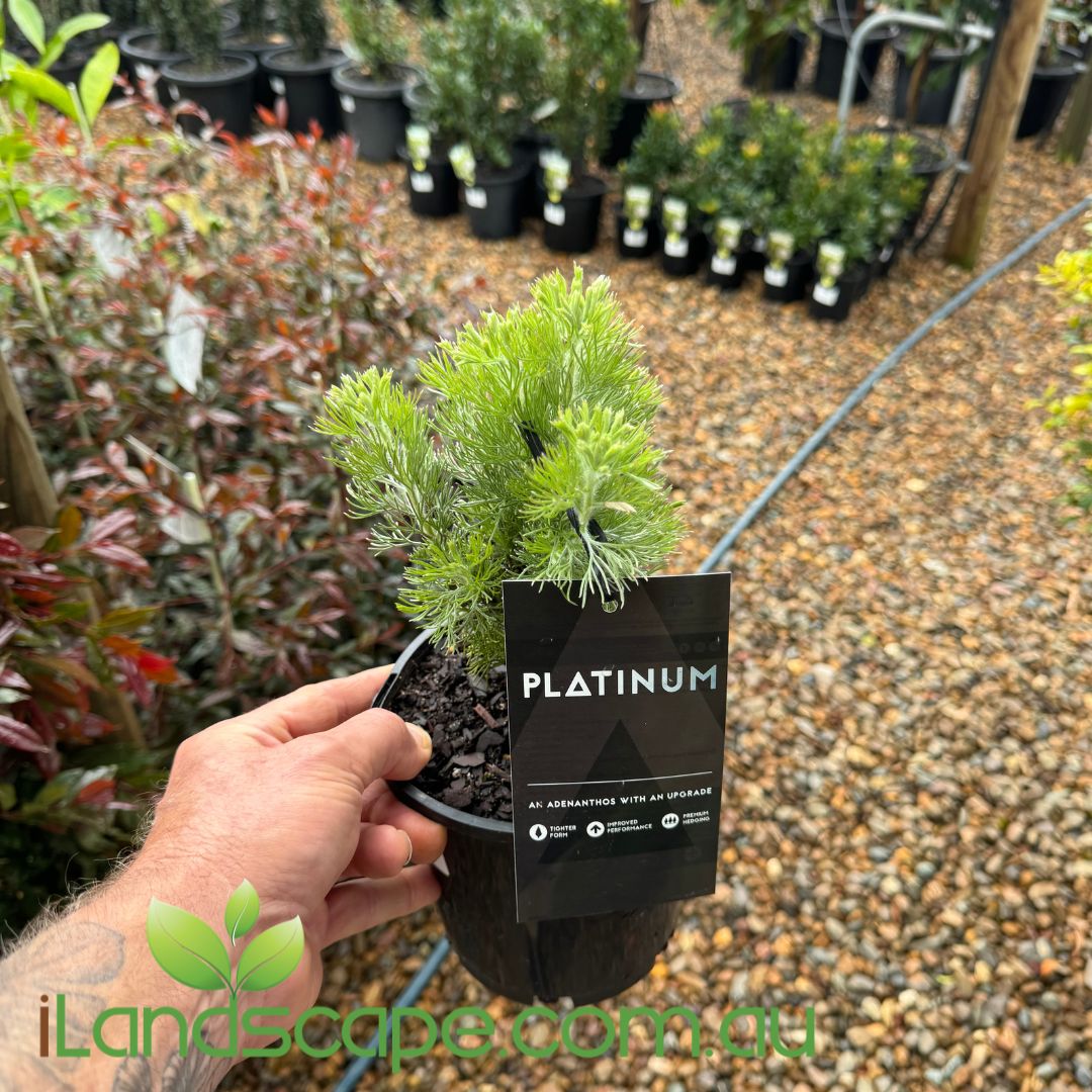 Adenanthos sericeus Platinum PBR – Sunshine Coast Nursery & Garden Centre