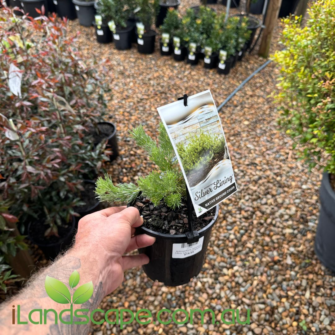Adenanthos sericeus Silver Lining PBR – Sunshine Coast Nursery & Garden ...