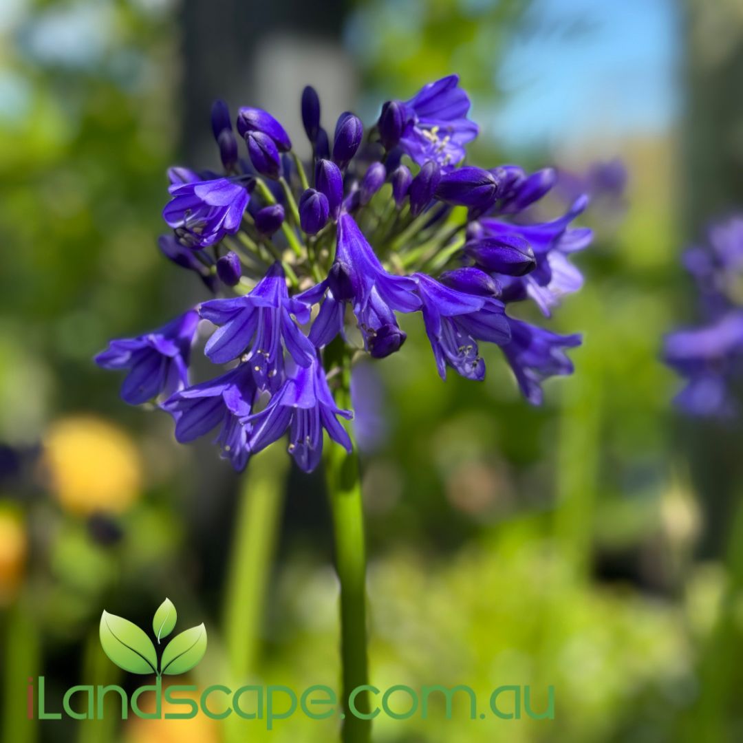 Agapanthus Blue Thunder – Sunshine Coast Nursery & Garden Centre
