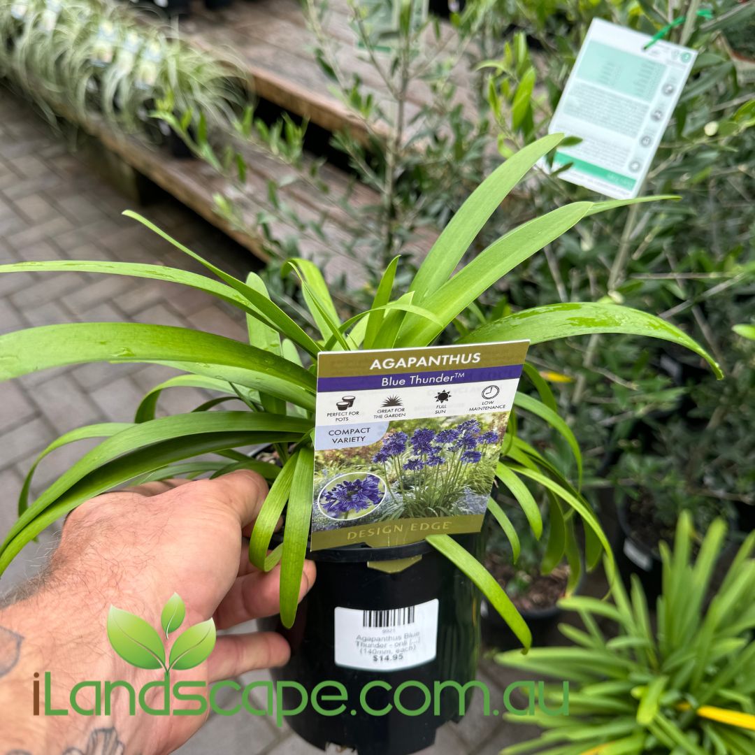 Outdoor Plants Sunshine Coast – Sunshine Coast Nursery & Garden Centre