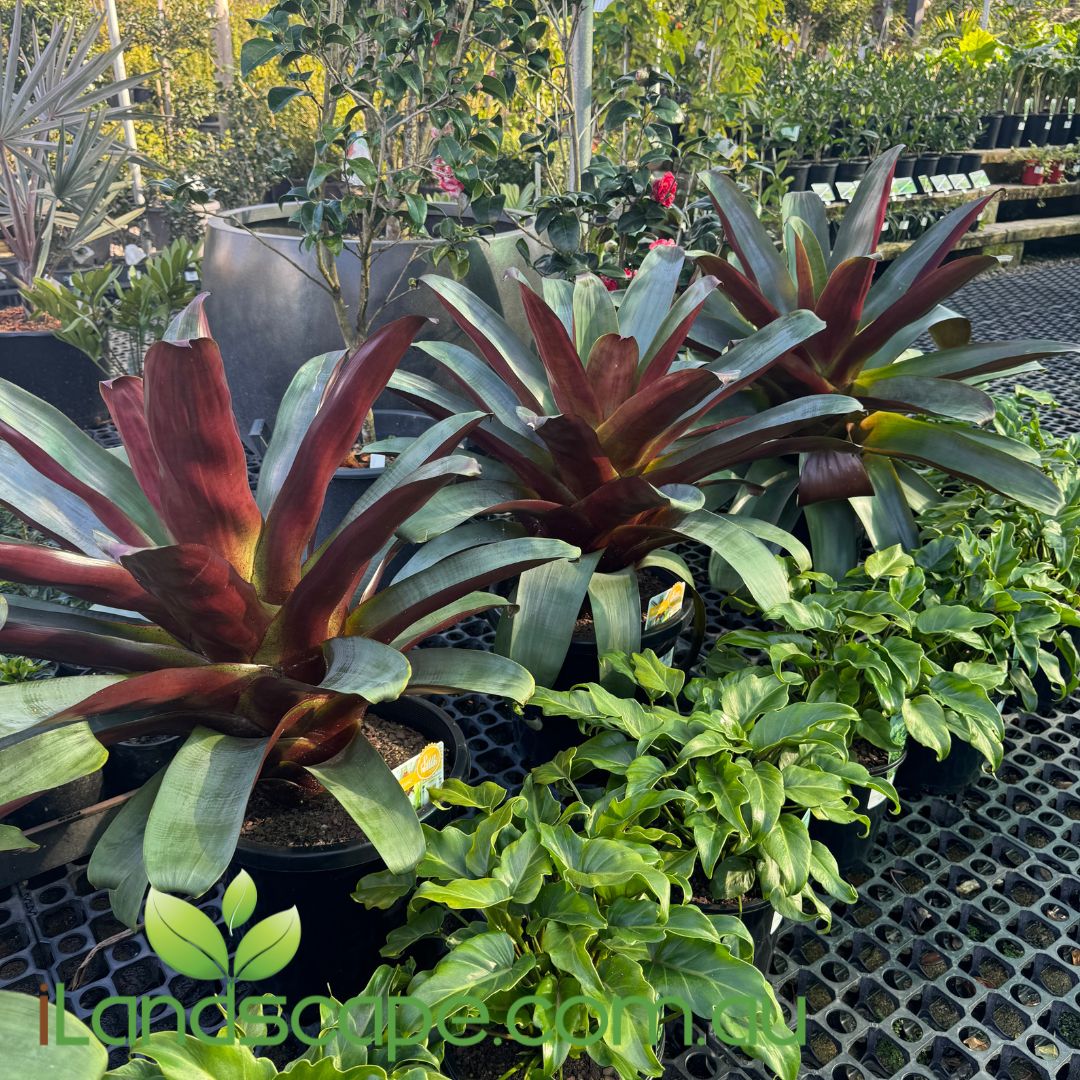 Alcantarea Silver Plum – Sunshine Coast Nursery & Garden Centre