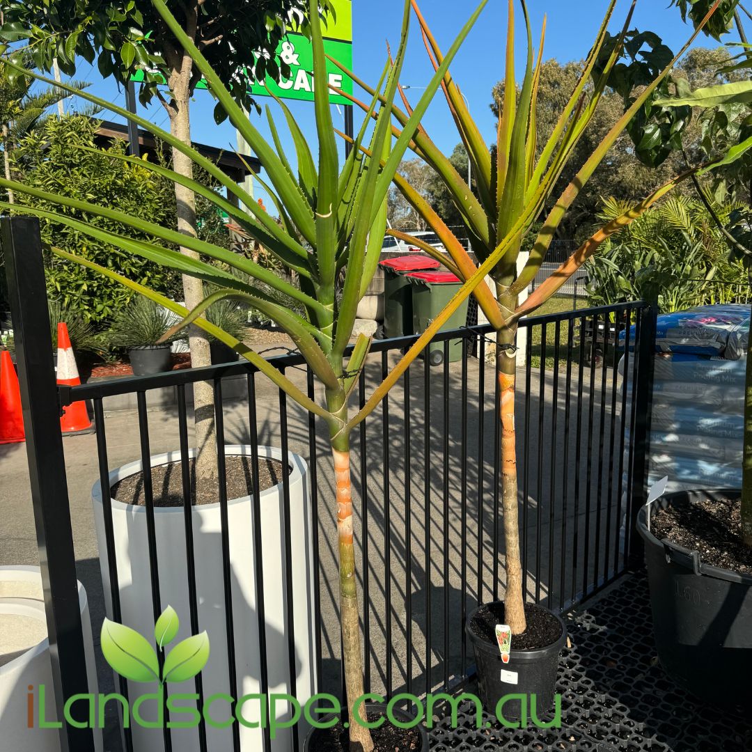 Aloe Barbarae – Sunshine Coast Nursery & Garden Centre