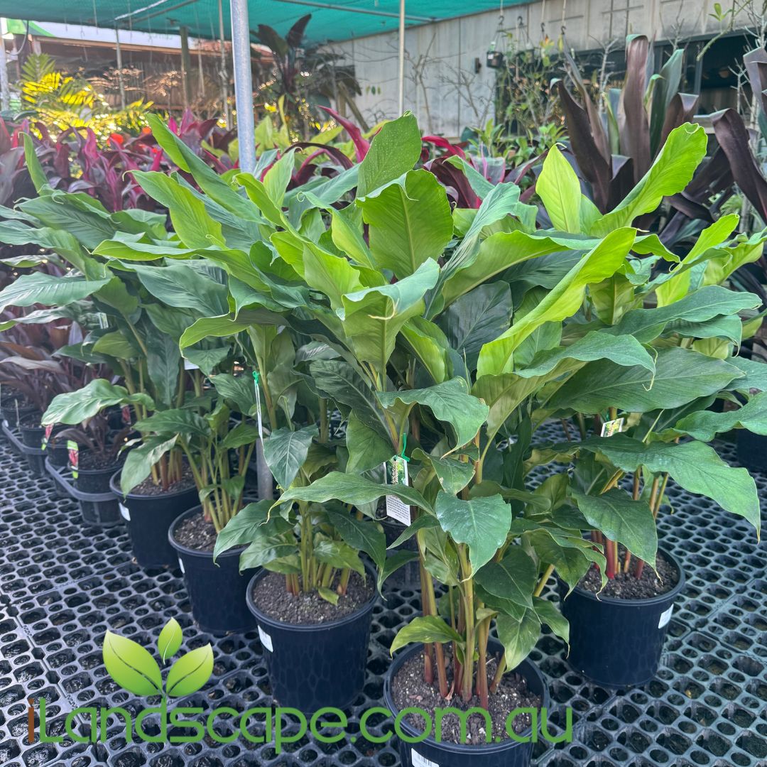 Tropical Plants | Exotic Plants for Sunshine Coast Gardens – Sunshine ...