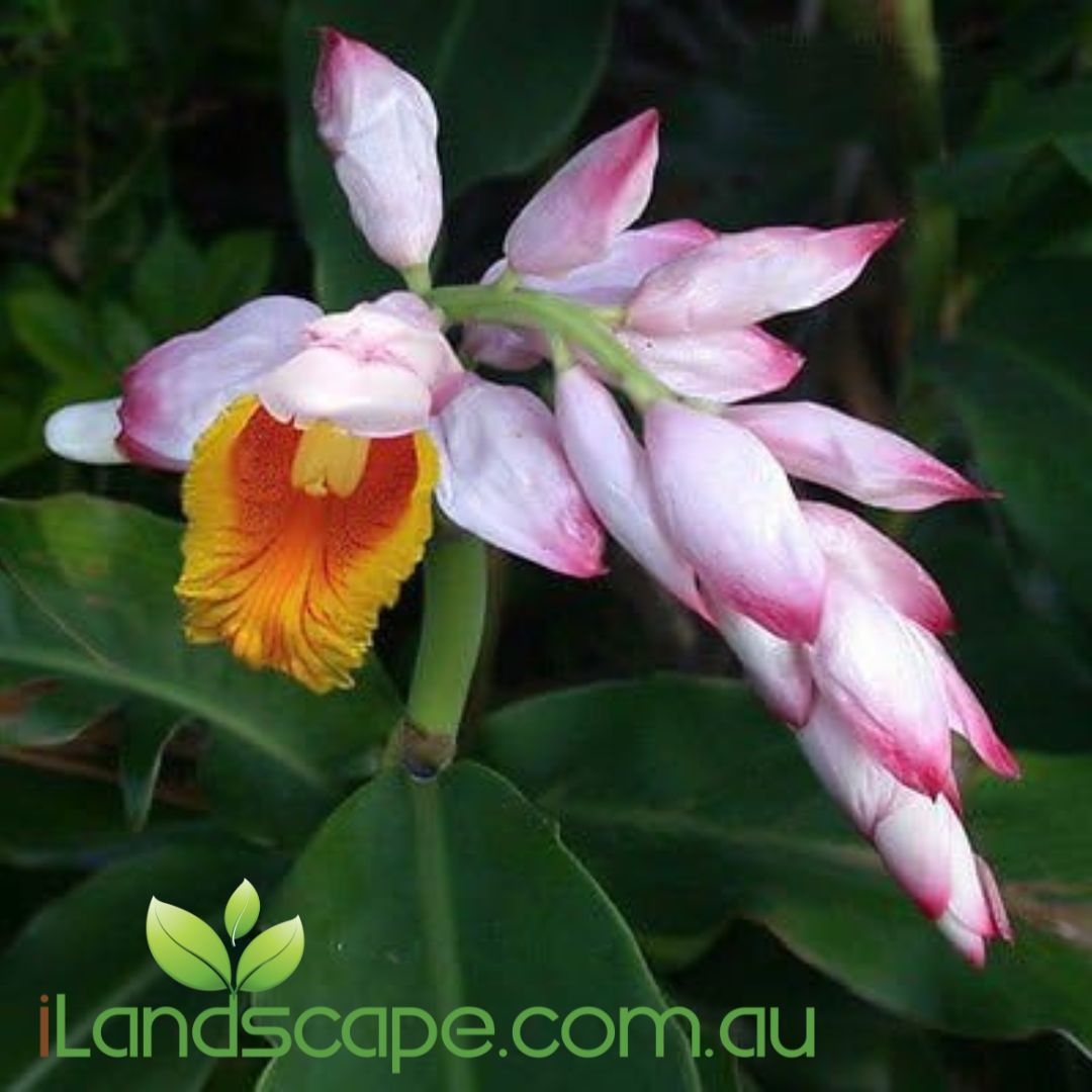 Alpinia henryi Pink – Sunshine Coast Nursery & Garden Centre