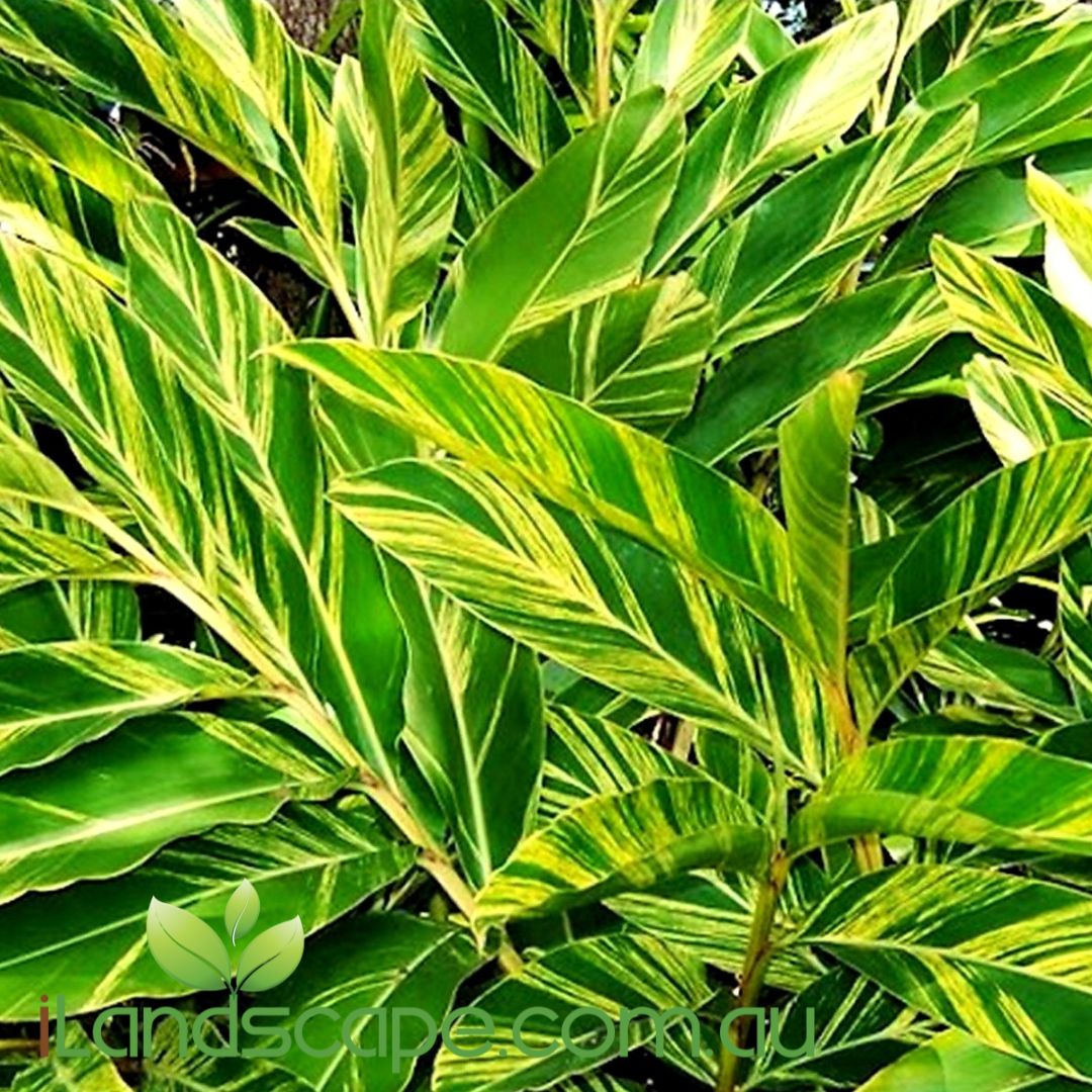Alpinia zerumbet variegata | Variegated Shell Ginger – Sunshine Coast ...