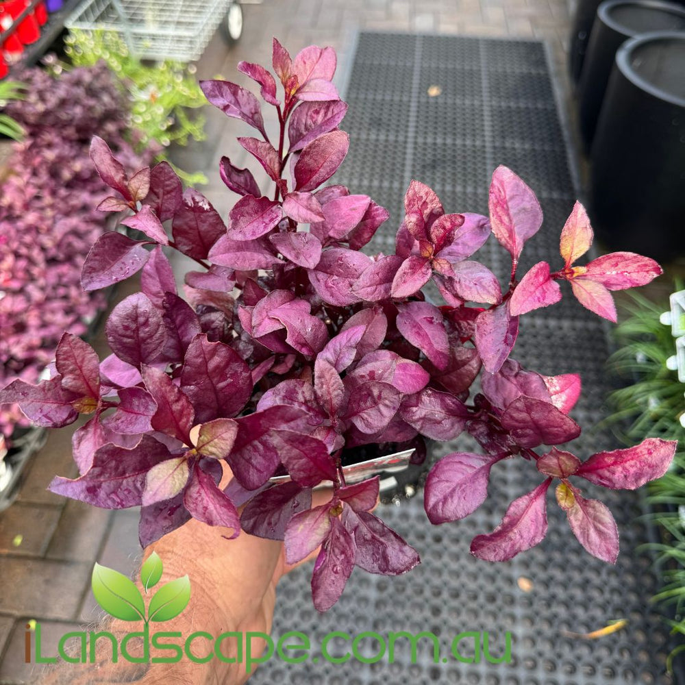 Alternanthera Little Ruby – Sunshine Coast Nursery & Garden Centre