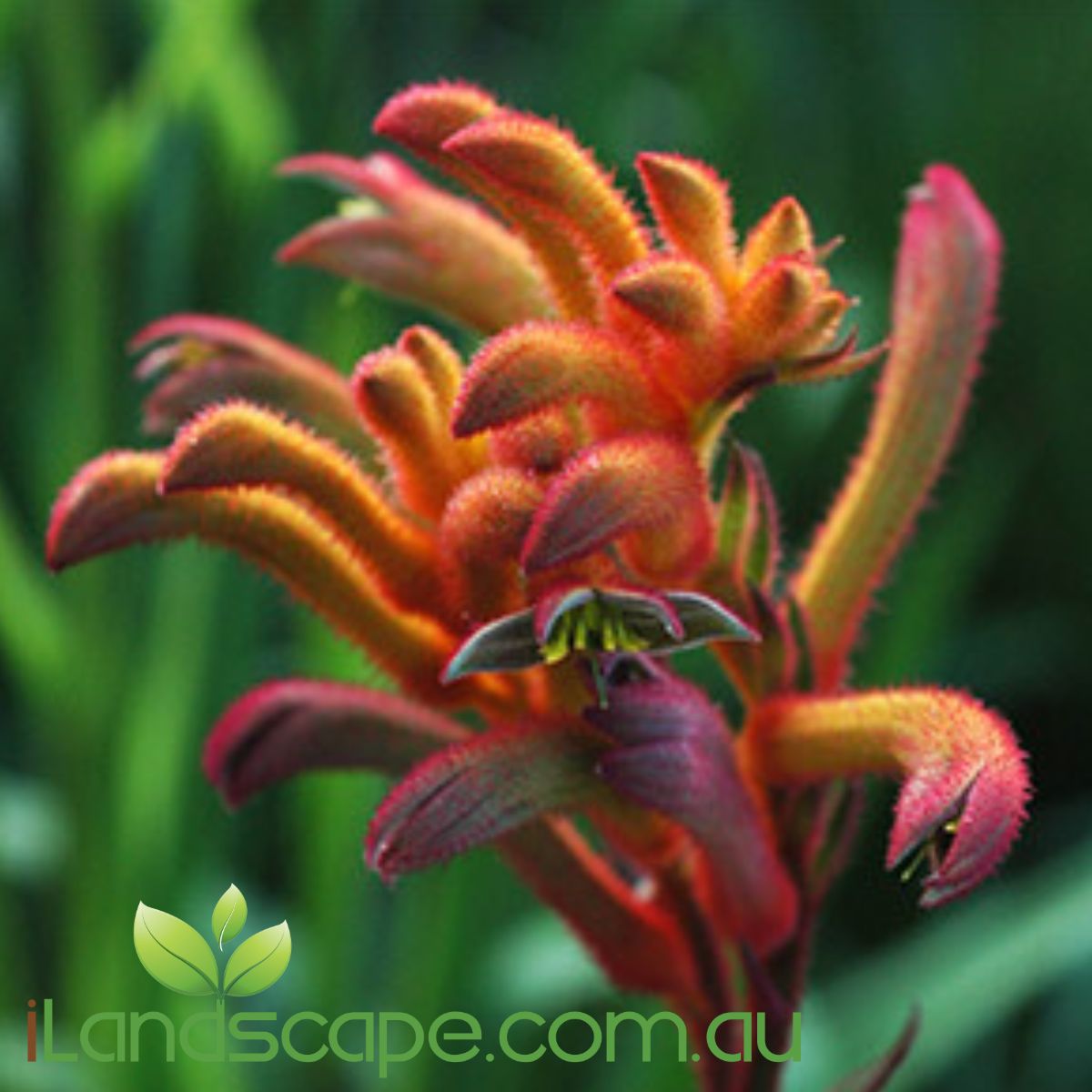 Anigozanthos Bush Blitz PBR (Kangaroo Paw) – Sunshine Coast Nursery ...