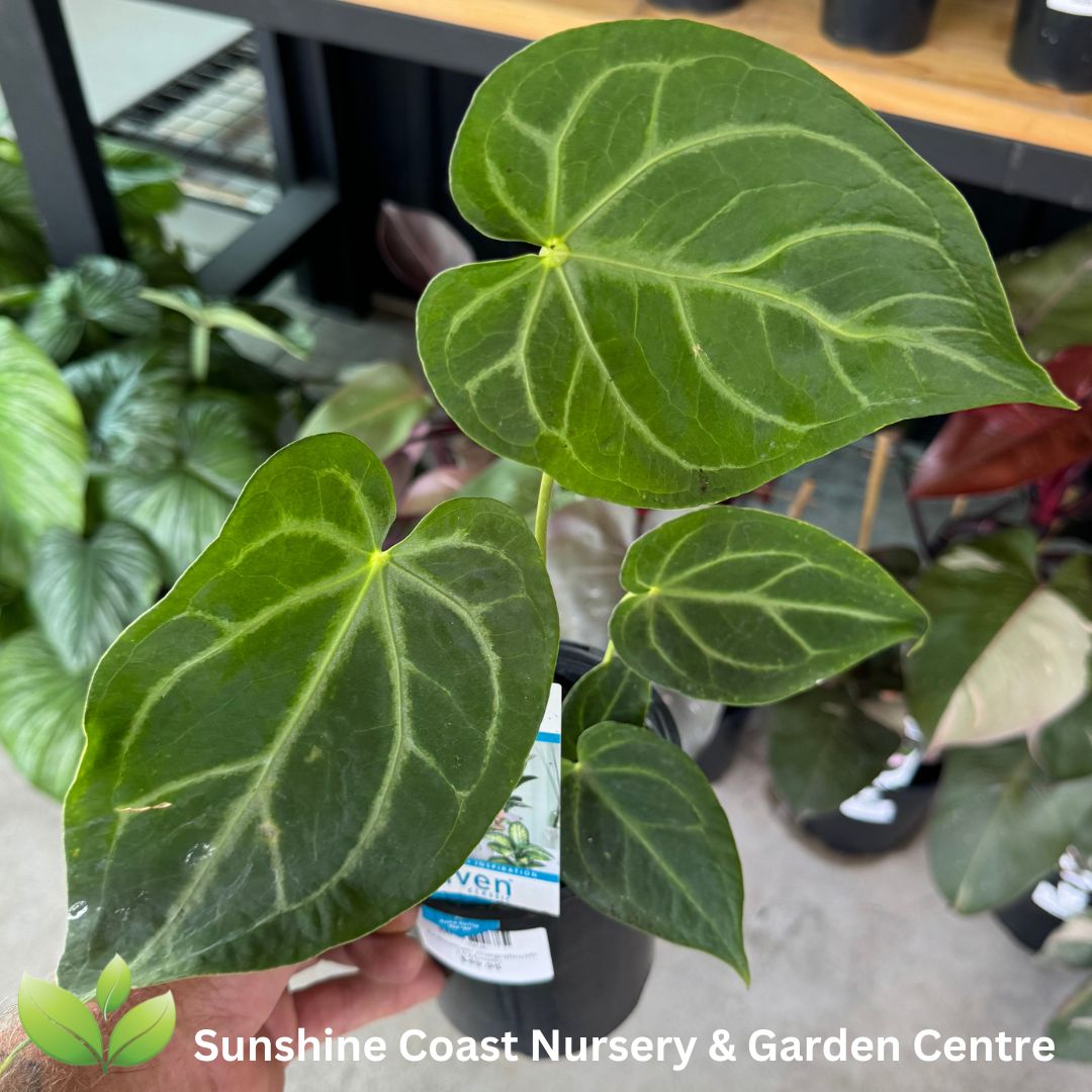 Indoor Plants Sunshine Coast – Sunshine Coast Nursery & Garden Centre