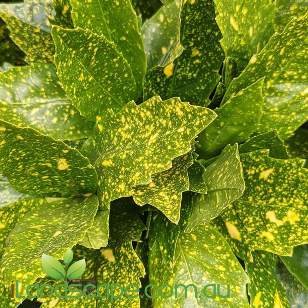 Aucuba japonica 'Gold Dust' | Variegated Gold Dust Plant for Shade ...