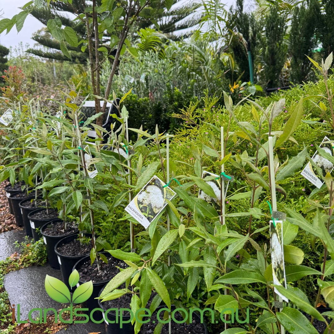 Backhousia citriodora | Lemon Scented Myrtle Tree – Sunshine Coast ...