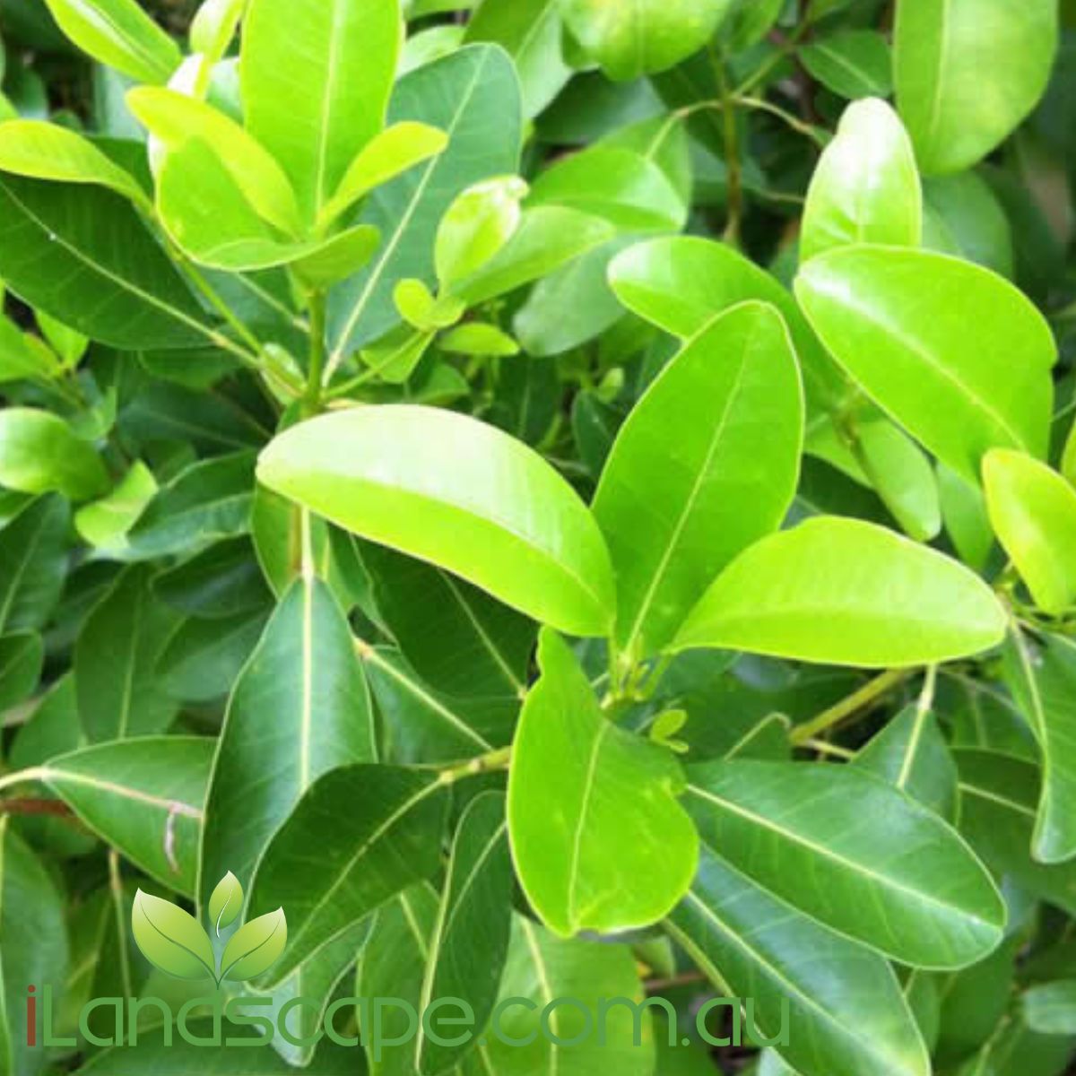 Outdoor Plants Sunshine Coast – Sunshine Coast Nursery & Garden Centre