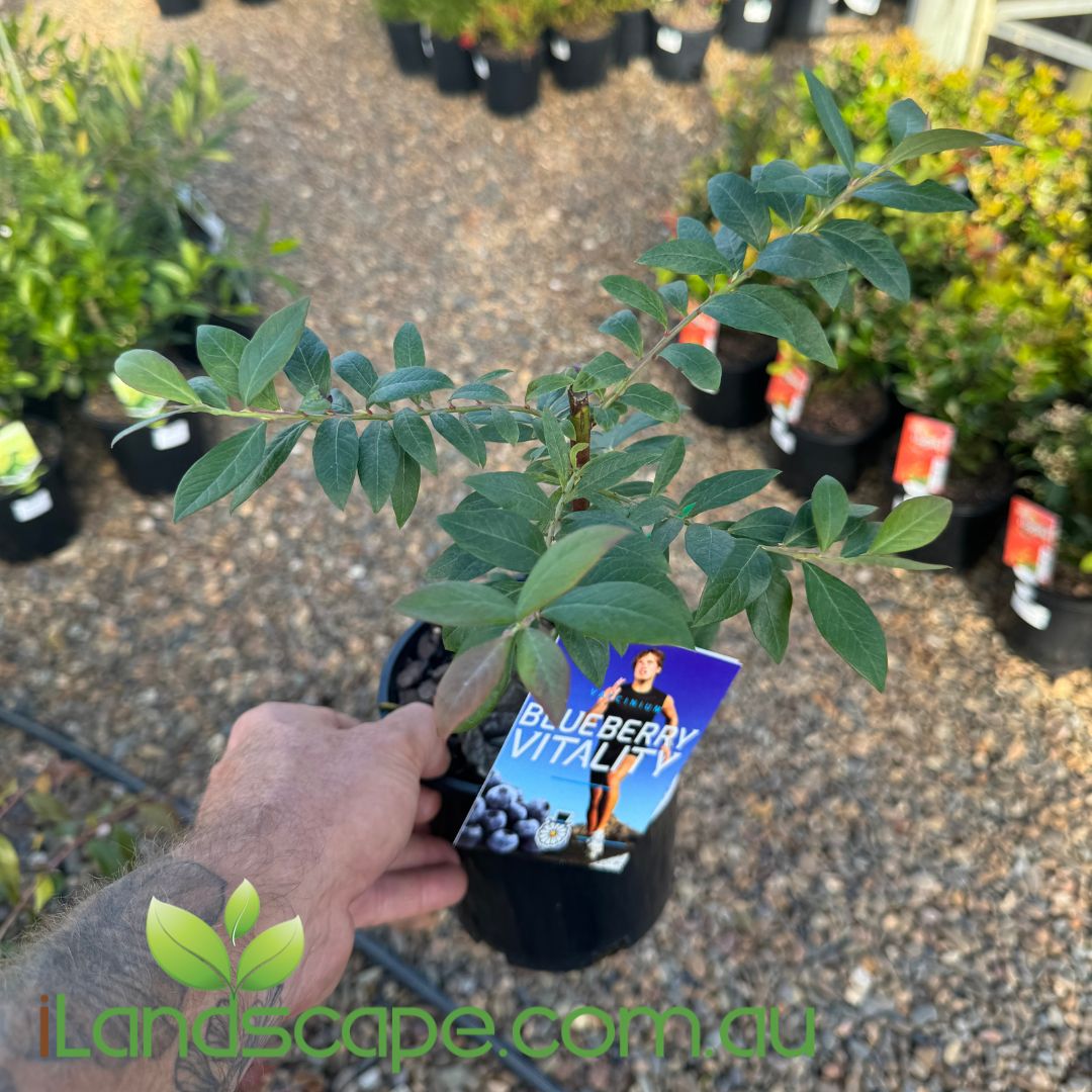 Blueberry Vitality – Sunshine Coast Nursery & Garden Centre