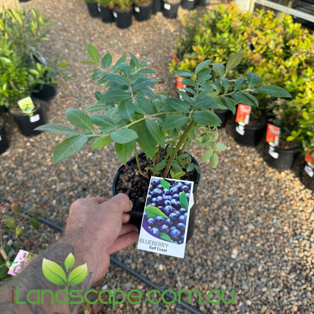 Blueberry Gulf Coast – Sunshine Coast Nursery & Garden Centre