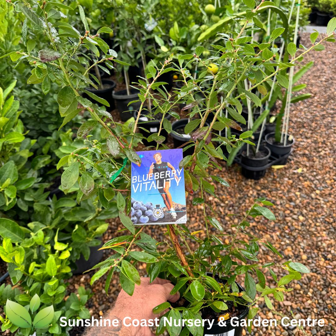 Fruiting Plants Sunshine Coast – Sunshine Coast Nursery & Garden Centre