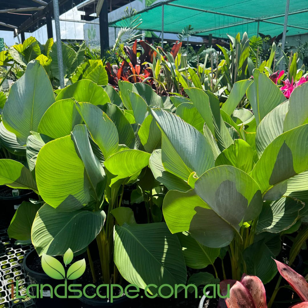 Calathea lutea | Cuban Cigar Plant with Bold Tropical Foliage ...