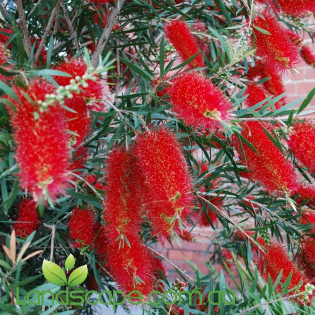 Callistemon ‘Kings Park Special’ – Large Red Bottlebrush | Sunshine ...