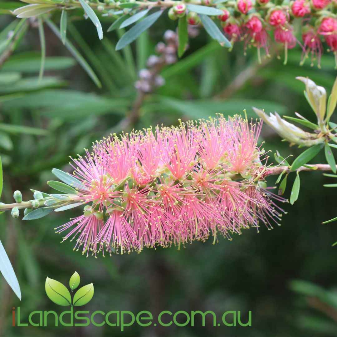 Callistemon viminalis ‘Pink Champagne’ | Soft Pink Bottlebrush for ...