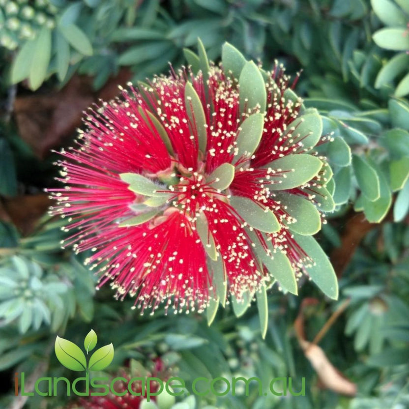 Callistemon ‘Little John’ – Dwarf Bottlebrush Shrub | Sunshine Coast ...
