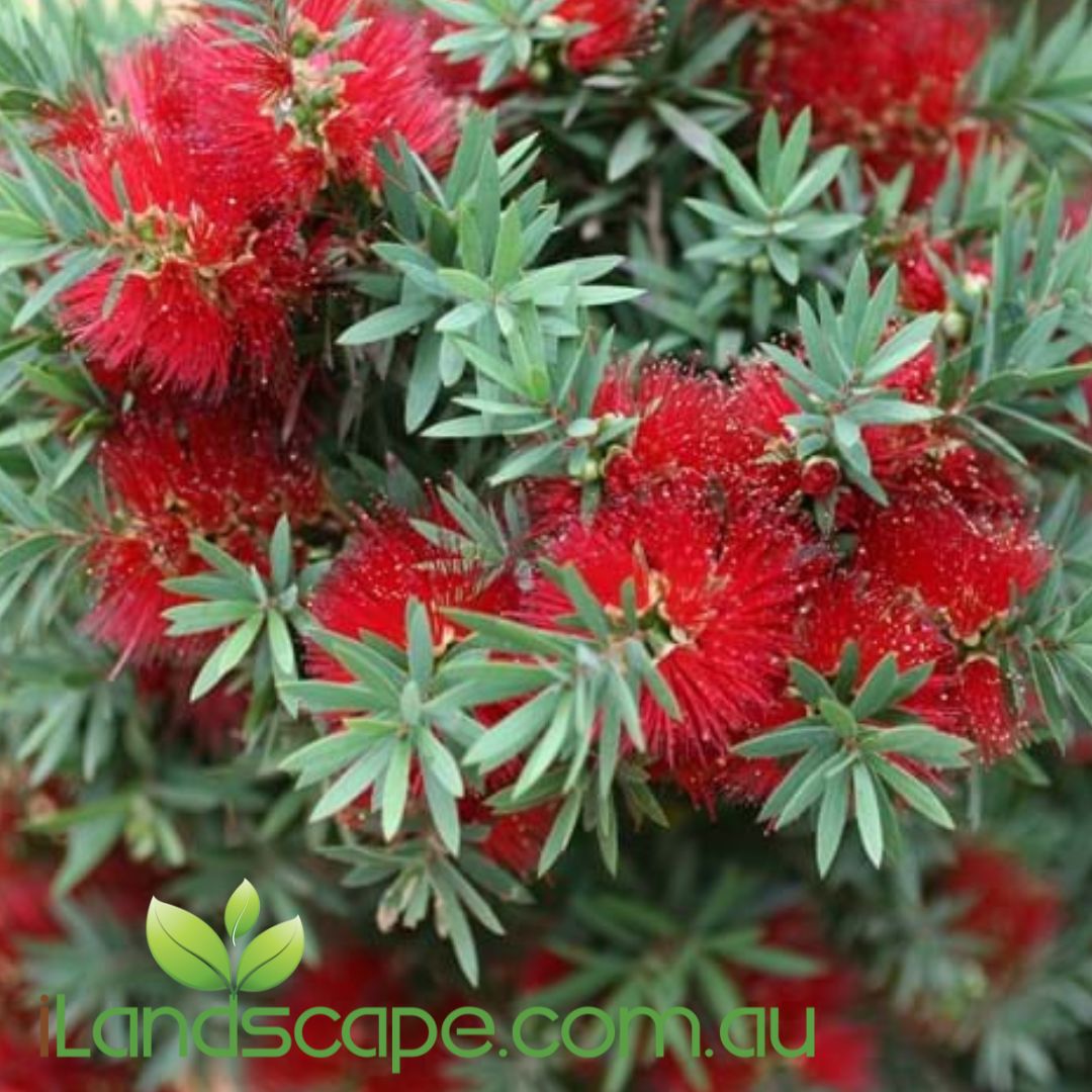 Callistemon ‘Little Silver’ PBR – Compact Grey Foliage Bottlebrush ...