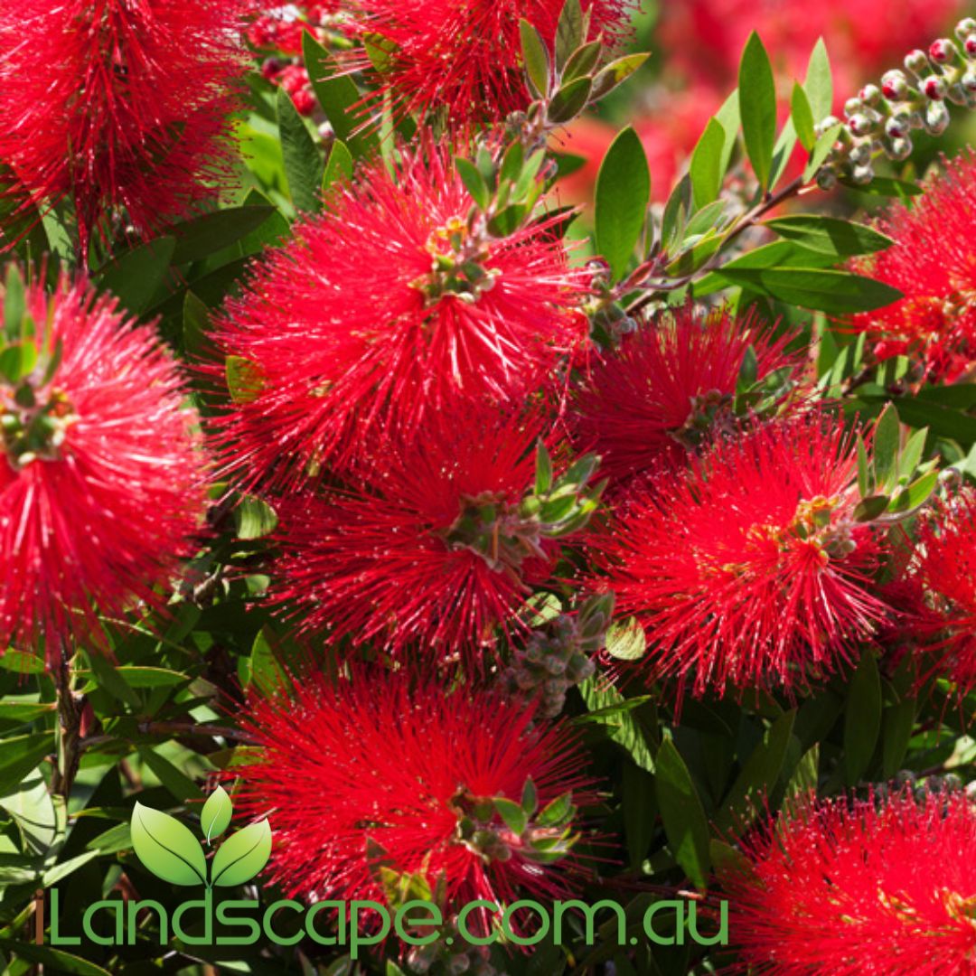 Callistemon ‘Matthew Flinders’ PBR – Dwarf Red Bottlebrush | Sunshine ...
