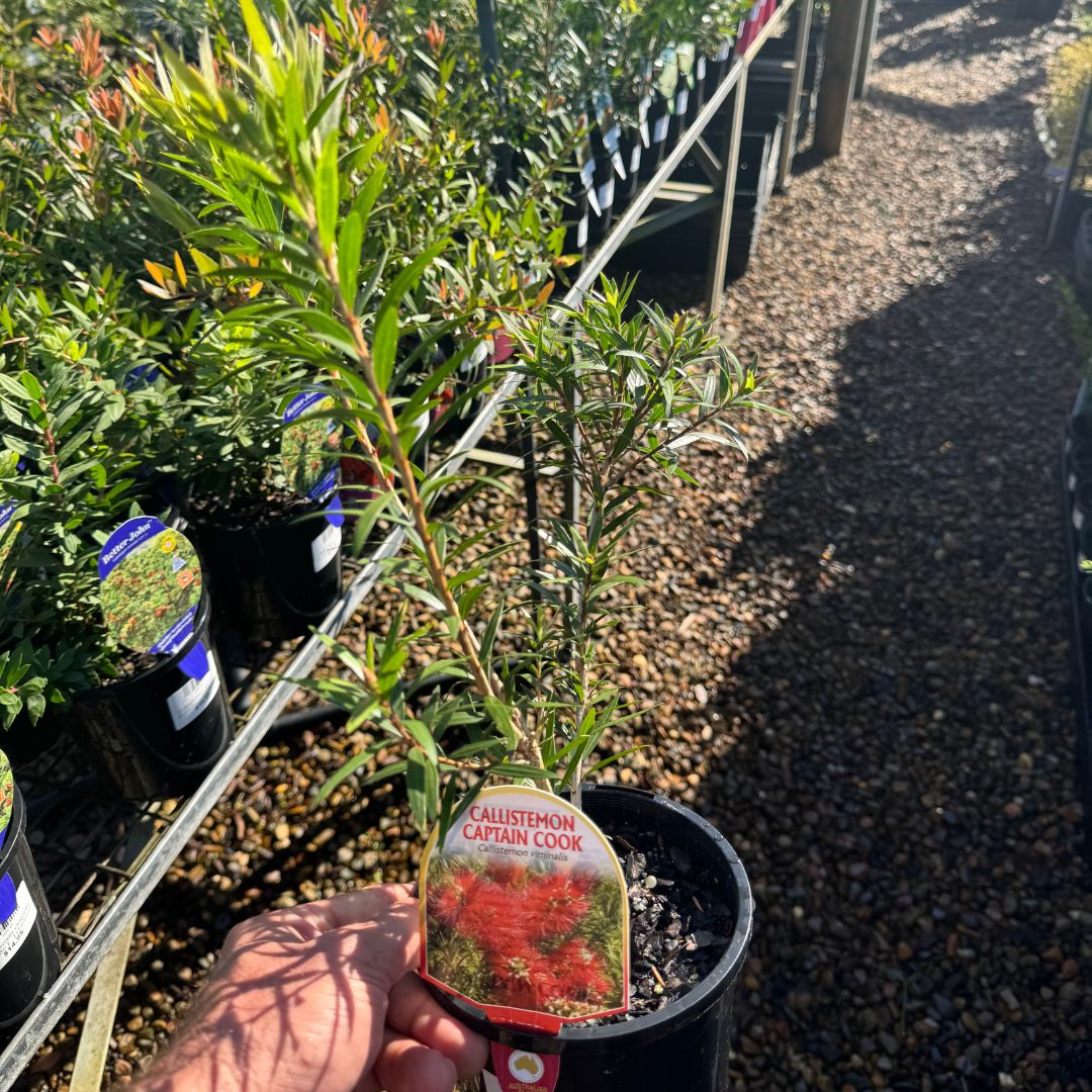 Callistemon viminalis Captain Cook – Sunshine Coast Nursery & Garden Centre