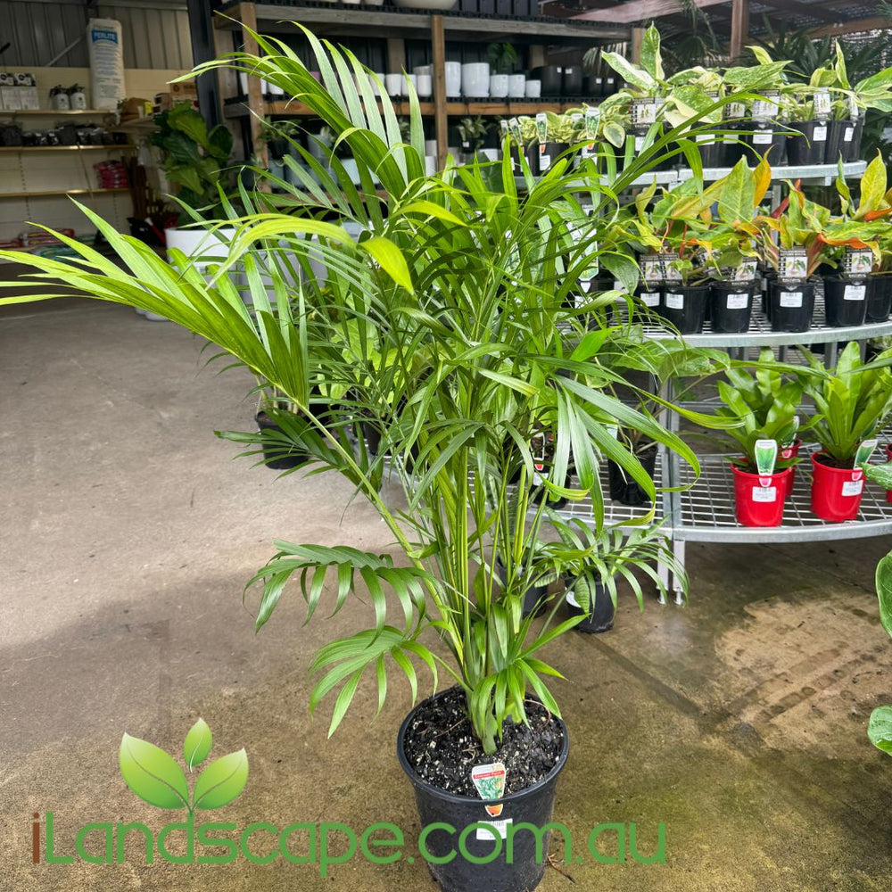 Chamaedorea Atrovirens (Cascade palm) – Sunshine Coast Nursery & Garden ...