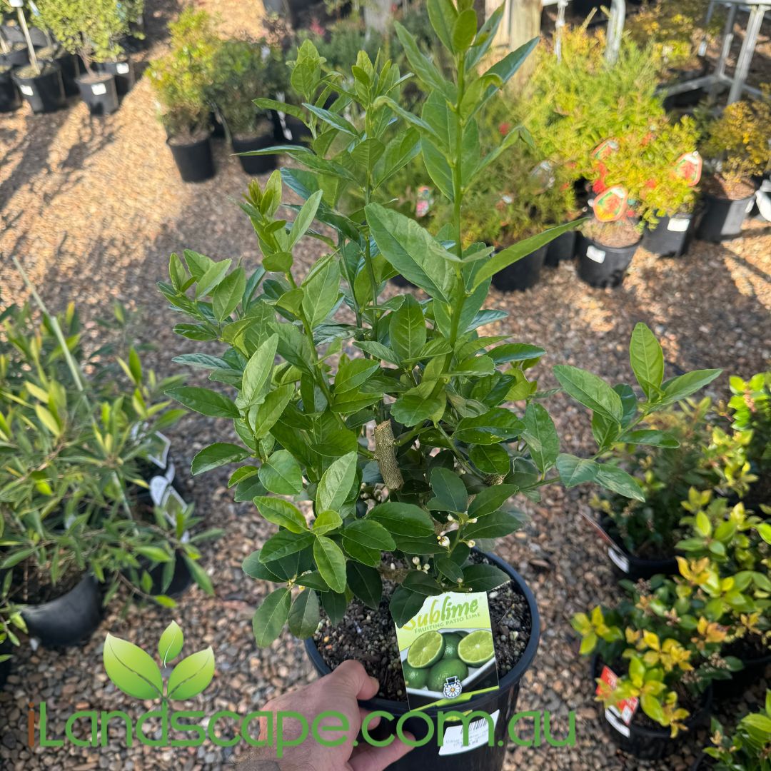 Citrus Sublime – Sunshine Coast Nursery & Garden Centre