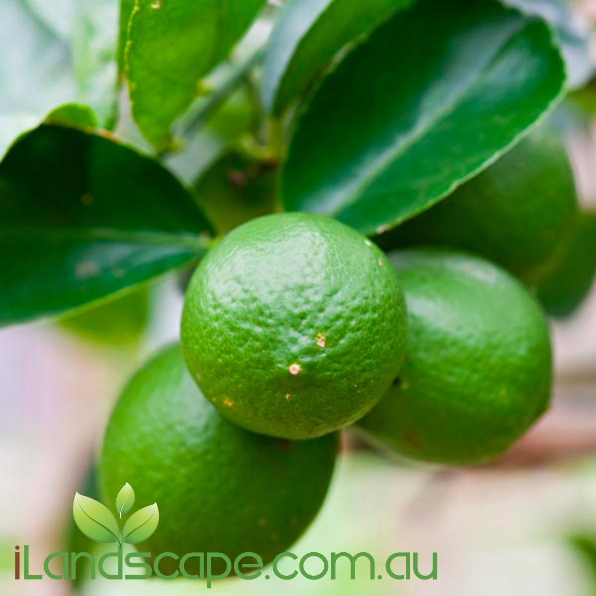 Fruiting Plants Sunshine Coast – Sunshine Coast Nursery & Garden Centre