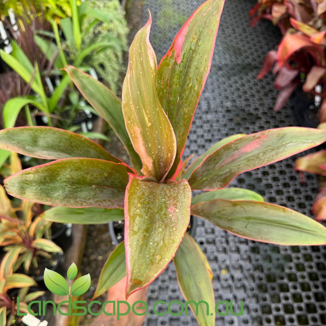 Cordyline ‘Tangelo’ – Vibrant Tropical Foliage Plant | Sunshine Coast ...