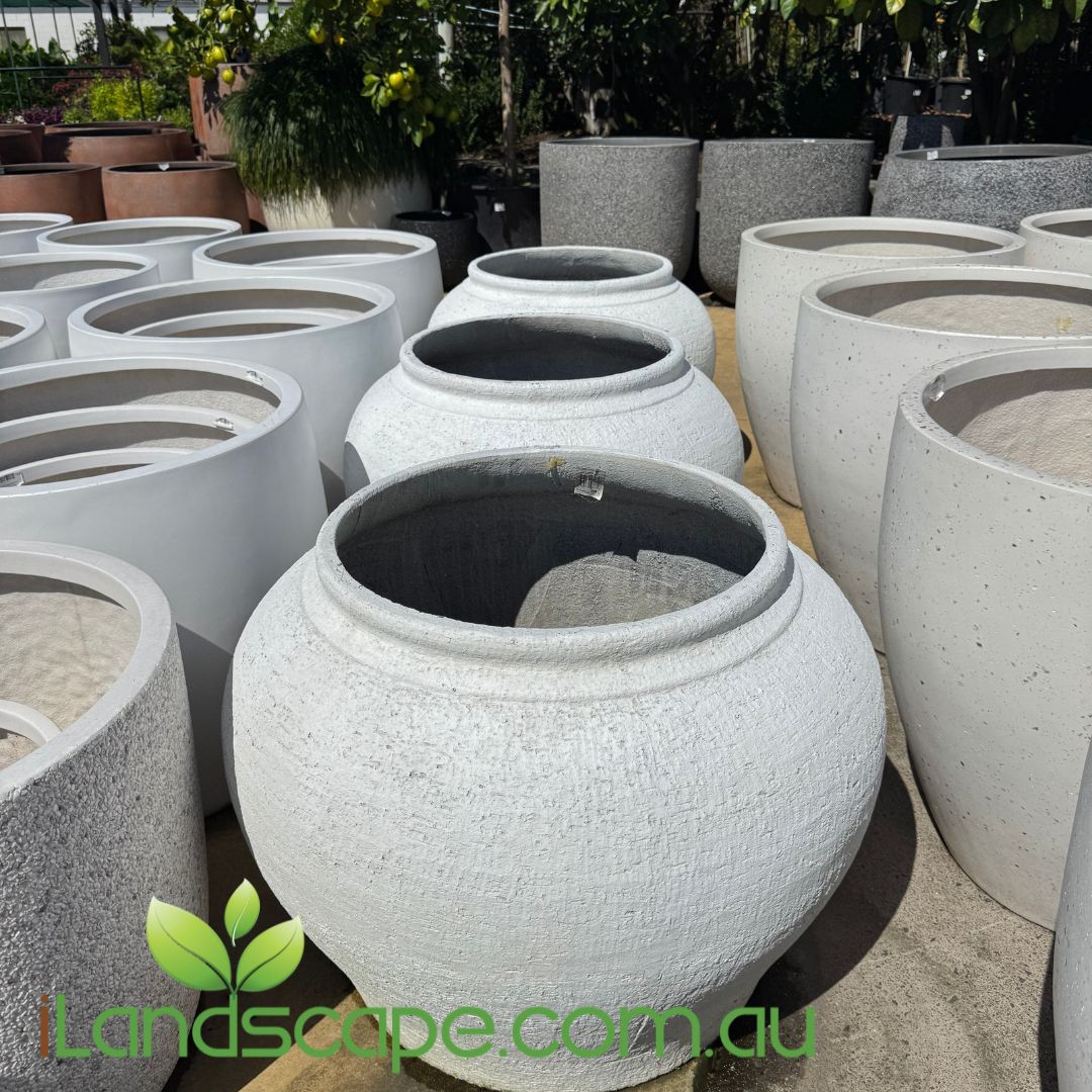 Crete Belly Pot – Sunshine Coast Nursery & Garden Centre