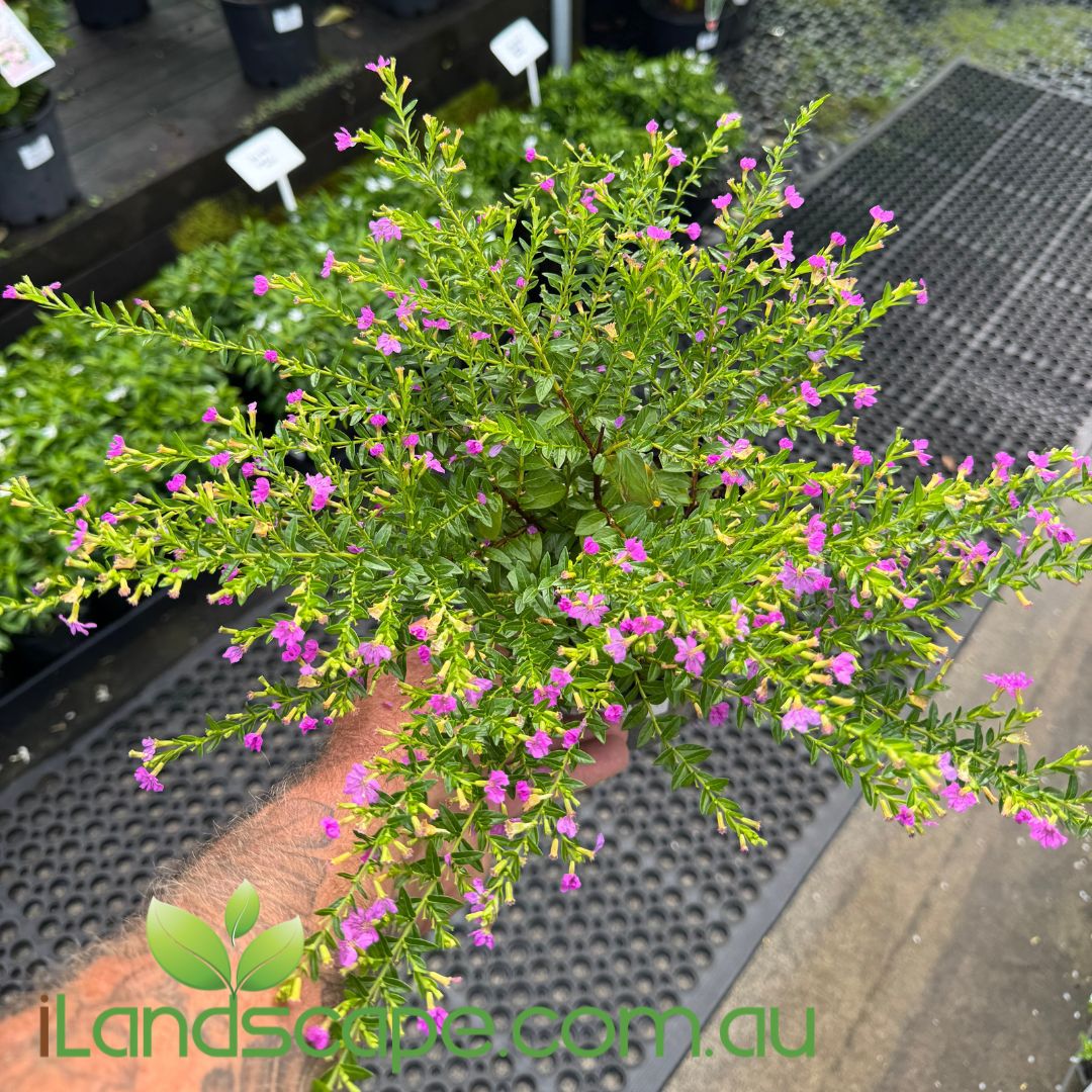 Cuphea hyssopifolia ‘Mauve’ – Compact Mauve Flowering Shrub | Sunshine ...