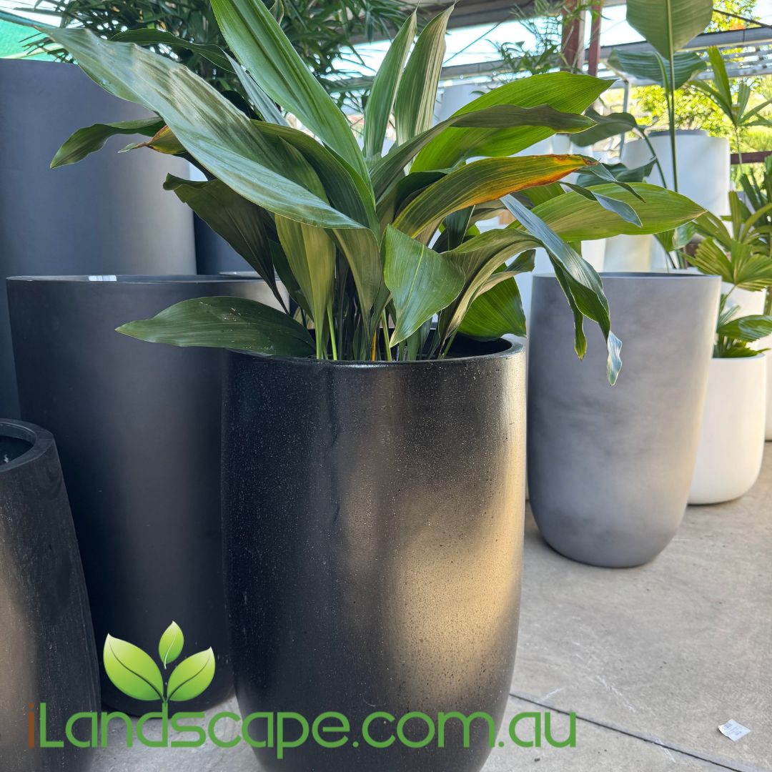 False Bottom U Pots – Sunshine Coast Nursery & Garden Centre