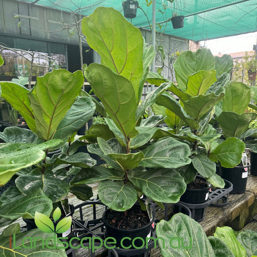 Ficus Lyrata (Fiddle Leaf Fig) – Sunshine Coast Nursery & Garden Centre
