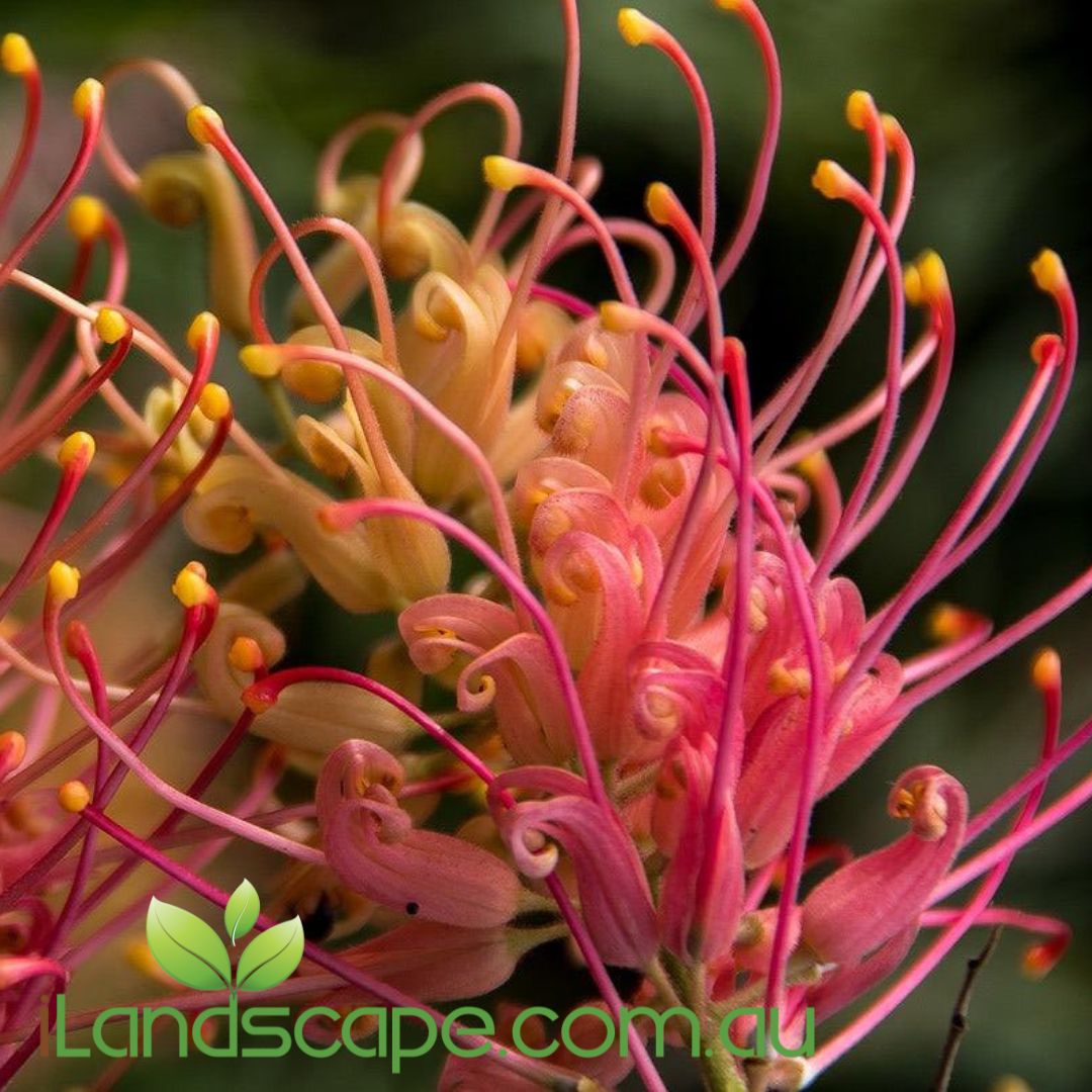 Grevillea ‘Loopy Lou’ – Unique Red & Cream Flowering Shrub | Sunshine ...