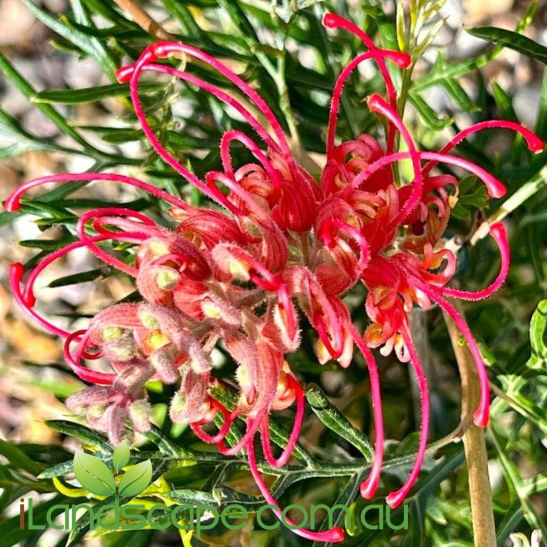 Grevillea ‘Pink Profusion’ | Hardy Native with Vibrant Pink Flowers ...
