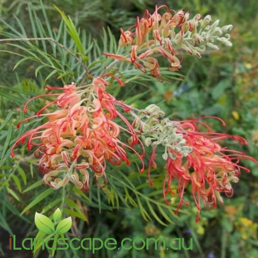 Grevillea ‘Soopa Doopa’ – Compact Red & Cream Flowering Grevillea ...