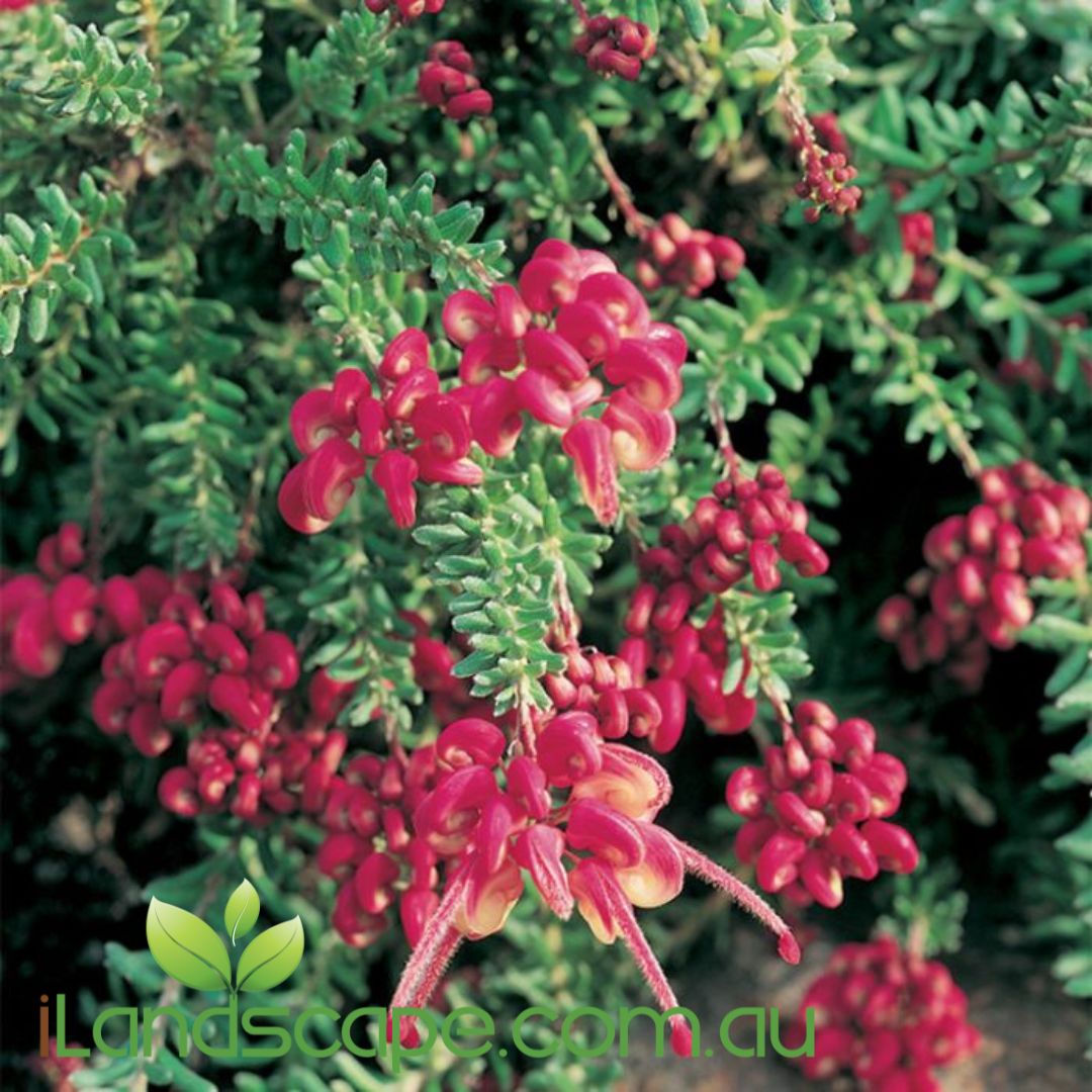 Grevillea lanigera 'Mt Tamboritha' | Compact Groundcover Native – Sunshine Coast Nursery ...