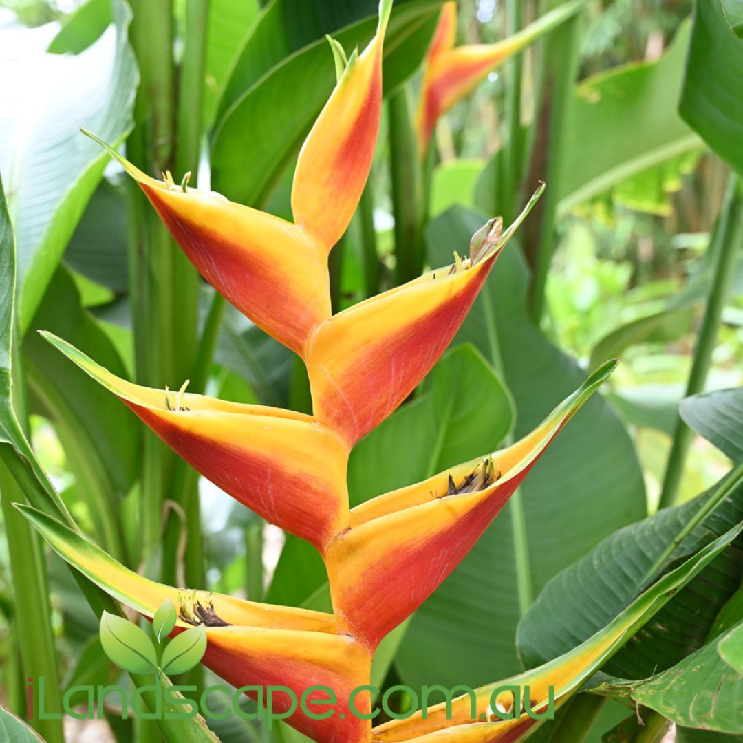 Heliconia Plant Golden Swan Pendant Lobster Claw Plant (heliconia