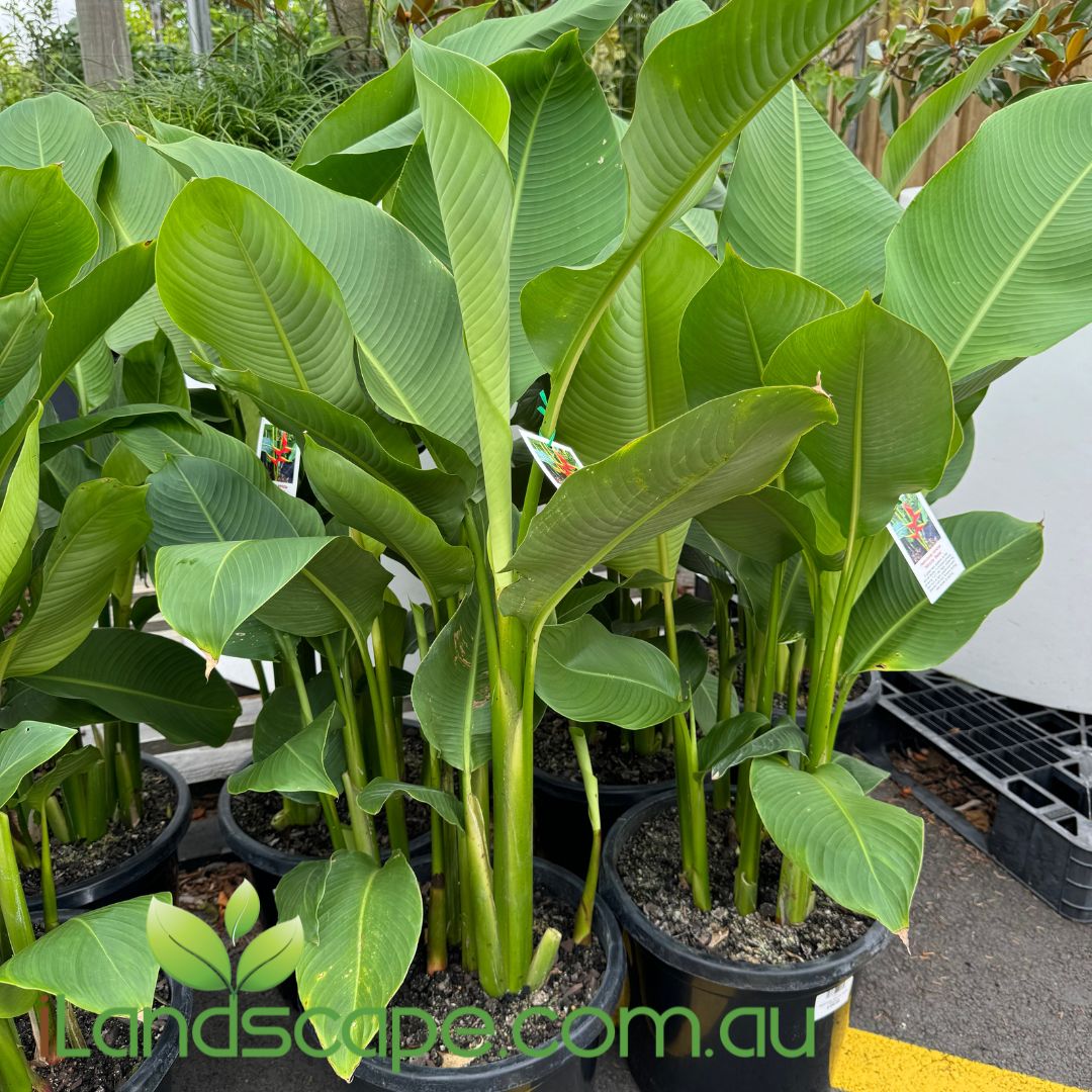Heliconia 'Strictly Bella' | Bold Tropical Foliage & Stunning Bracts ...