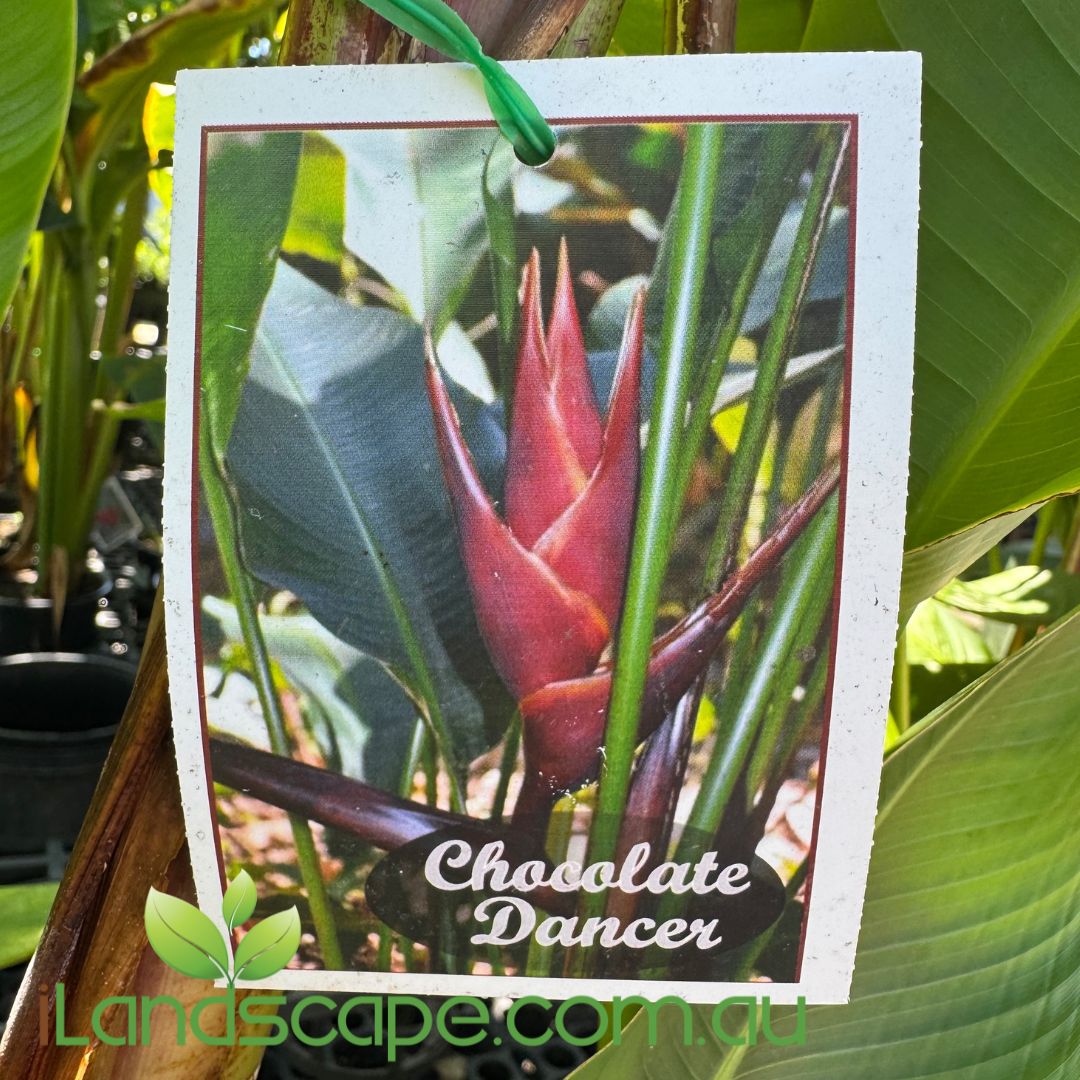 Heliconia 'Chocolate Dancer' | Exotic Tropical with Bronze-Red Bracts ...